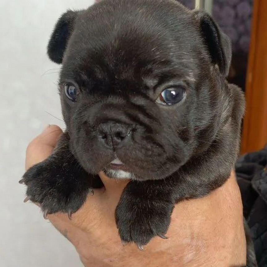 Французский бульдог, щенок