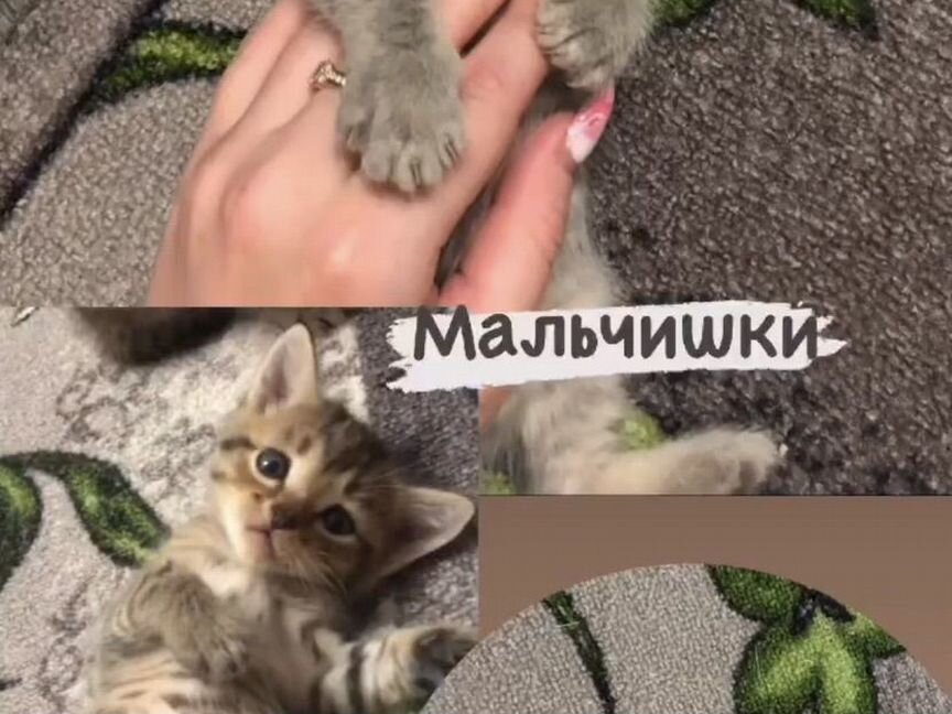Шотландские котята в добрые руки