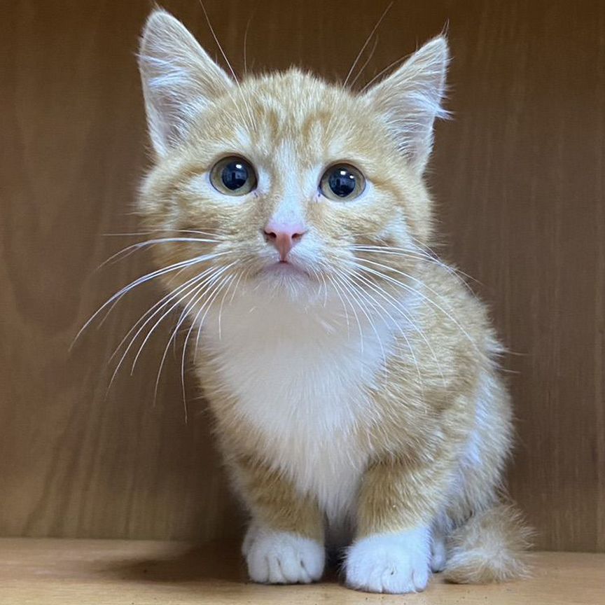 Рыжий котенок девочка