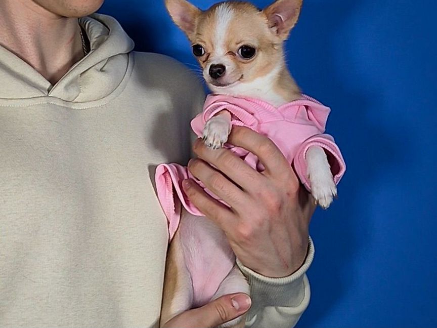 Чихуахуа мини девочка