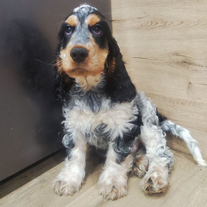 Английский кокер-спаниель, щенок