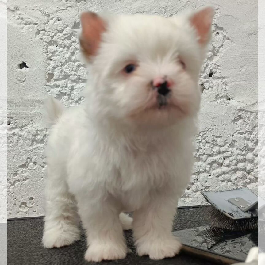 Йоркширский терьер, щенок