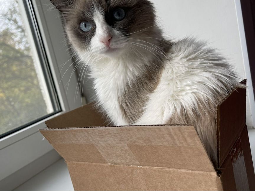 Кошка Рэгдолл