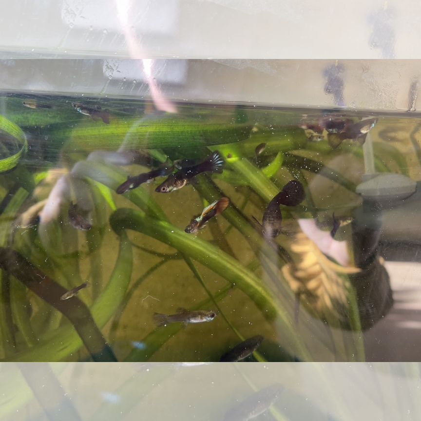 Аквариумные рыбки гуппи безоплатно