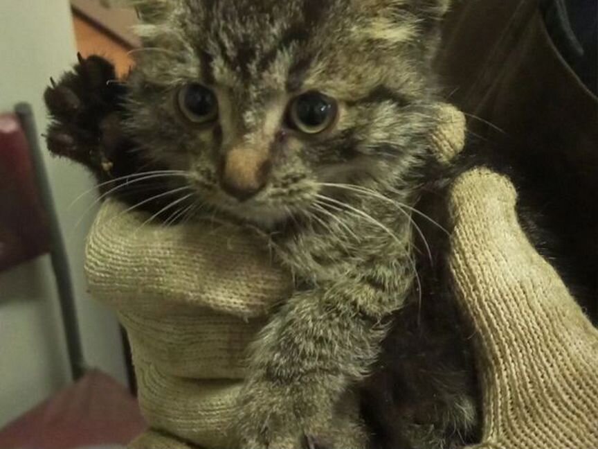 Котятки девочки в добрые ручки