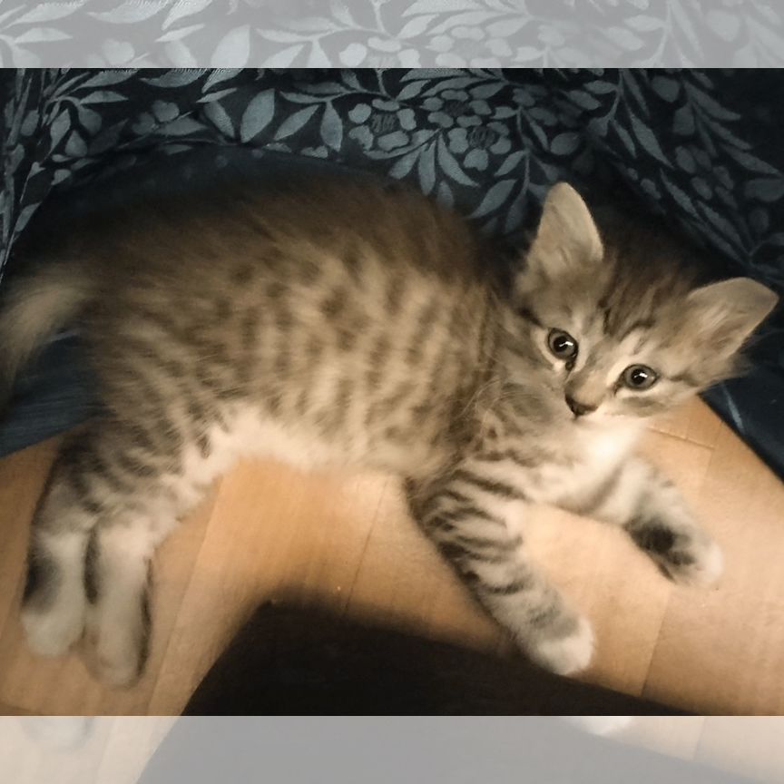 Котик