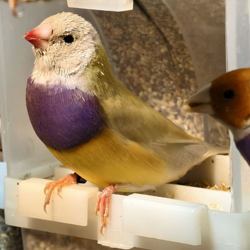 Амадина Гульда