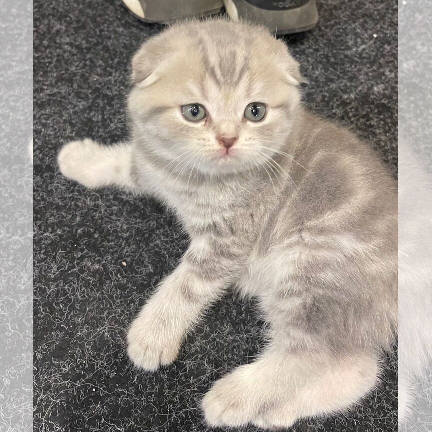 Шотландский вислоухий короткошёрстный котёнок