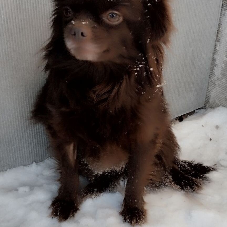 Собачка помчи