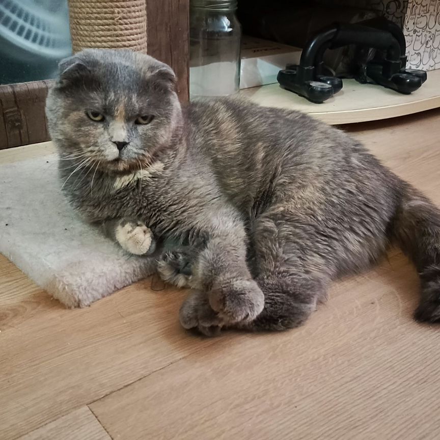 Несчастная Феня ищет дом