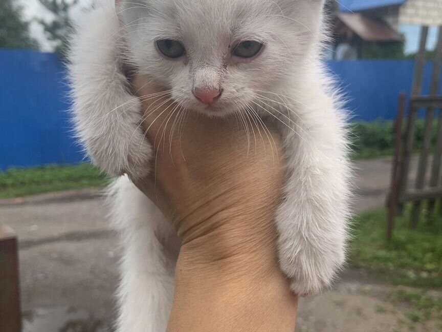 Котята от крысоловки