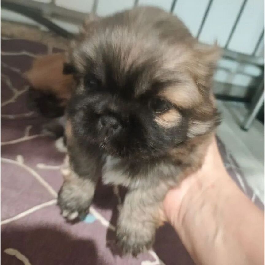 Пекинес, щенок