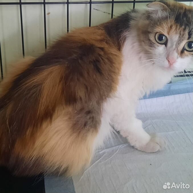 Кошечка Мальвина в добрые руки бесплатно