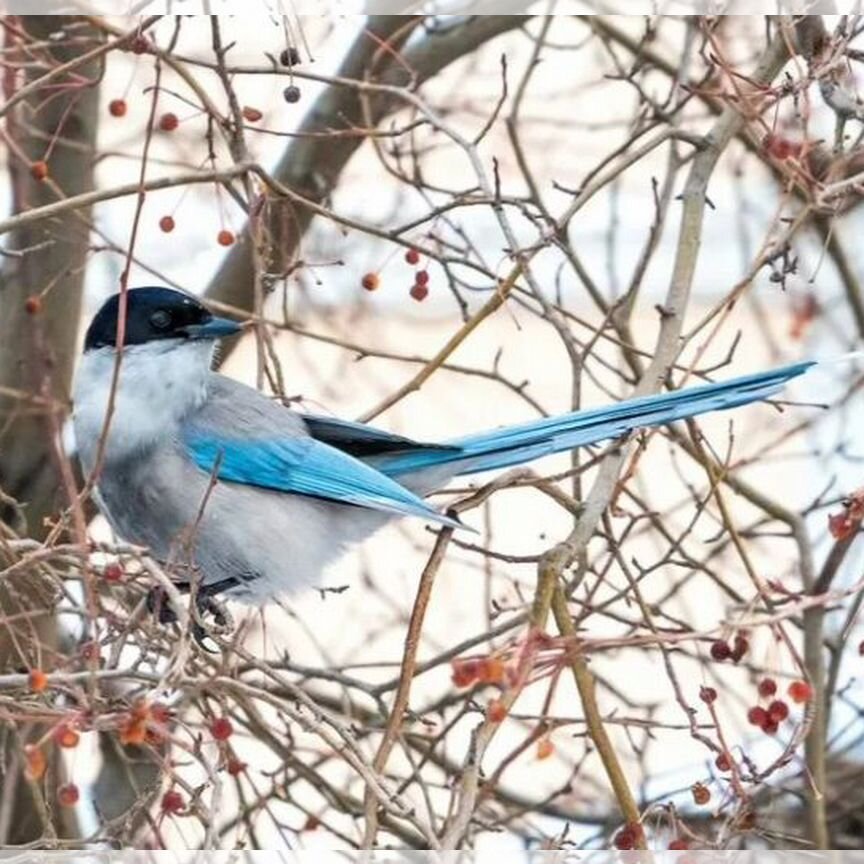 Сорока голубая