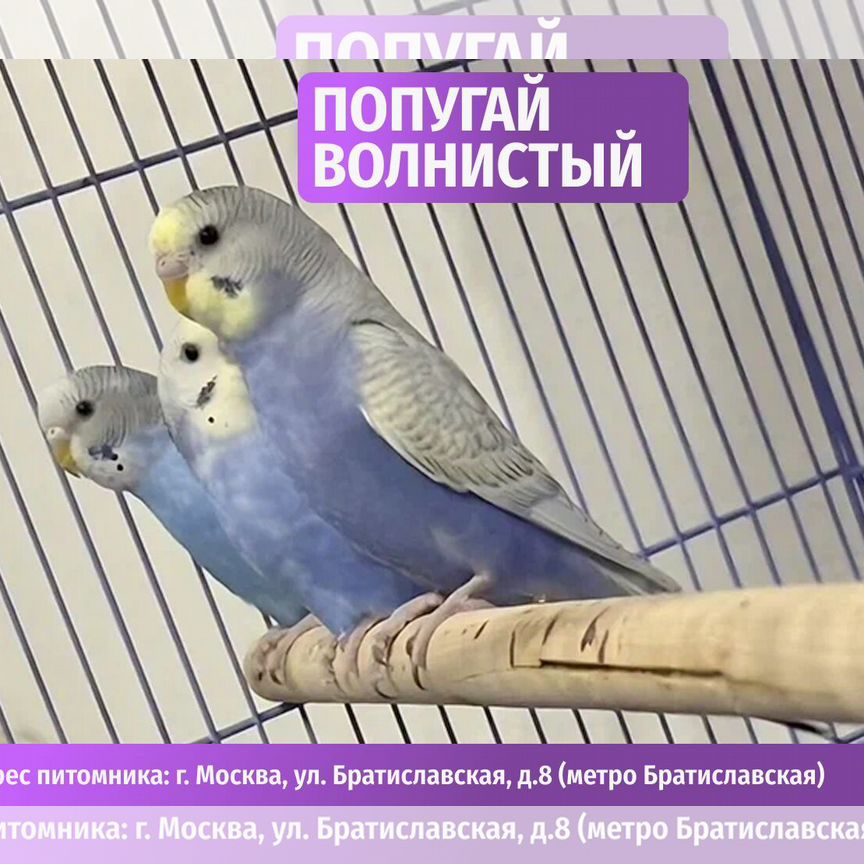 Попугай Волнистый