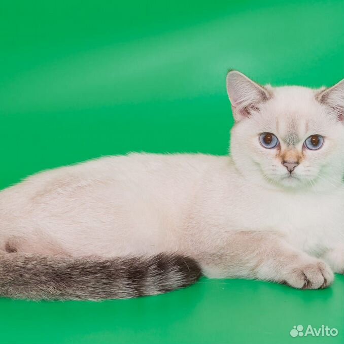 Котик Британский Ny 11 33 Родословная
