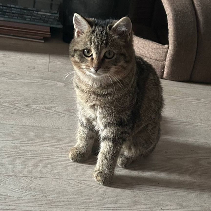 Котик 4 месяца