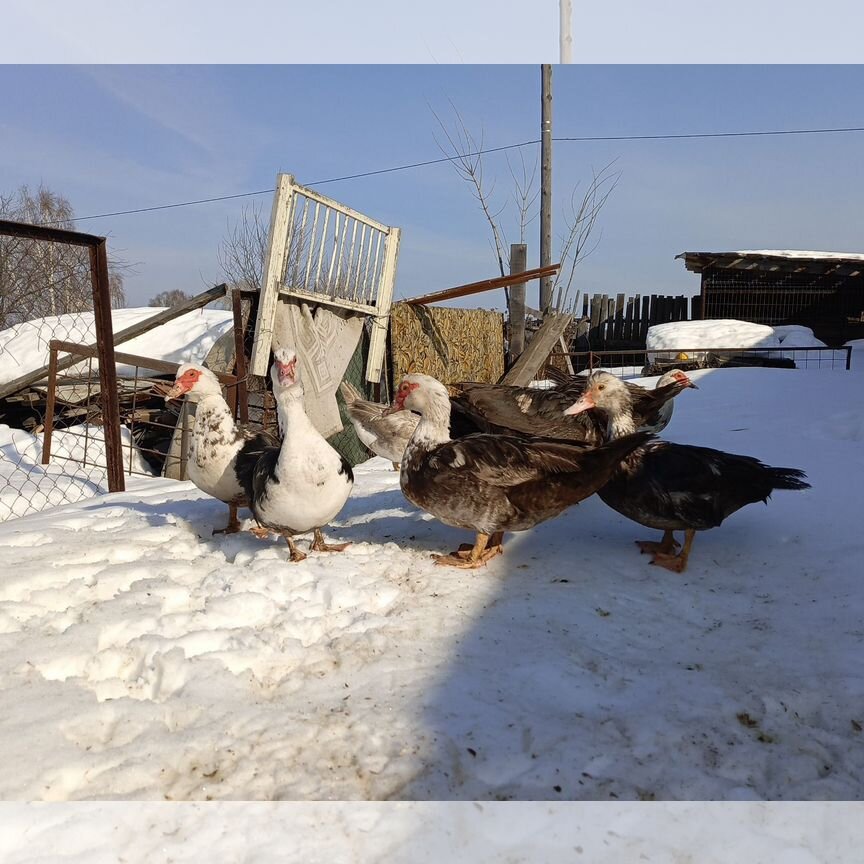 Индоутка мускусная утка