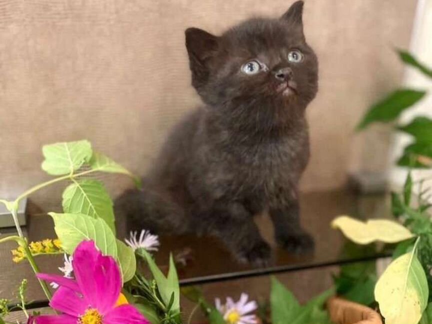 Шотландский плюшевый котик