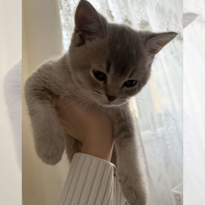 Котёнок от частного владельца