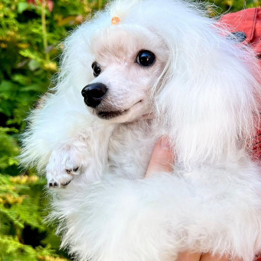 Той-пудель белый мальчик РКФ