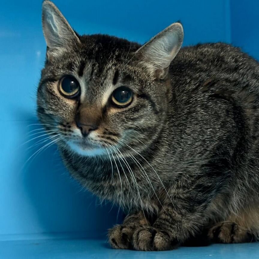 Мила хочет в теплый дом. Семья заметьте