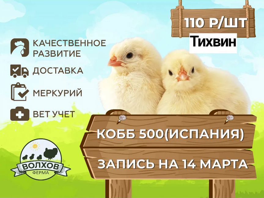 Доставка цыплят кобб500 суточный бройлер Тихвин