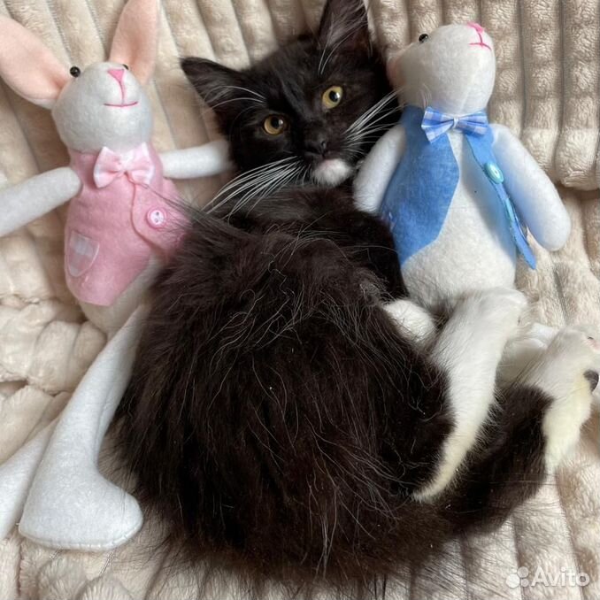 Котенок василиса