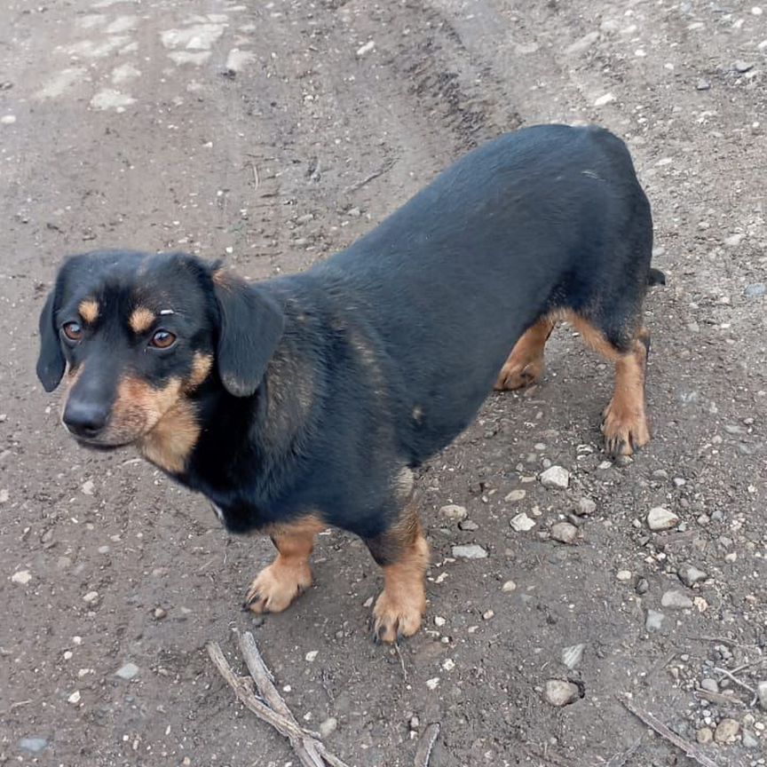 Такса Фенечка стерилизованная