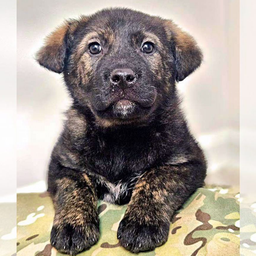 Щенок в добрые руки