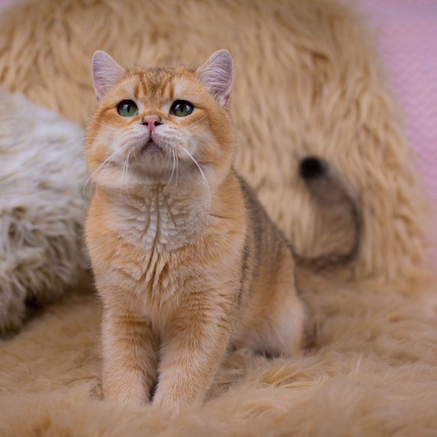Британский котик золотая шиншилла короткошерстный