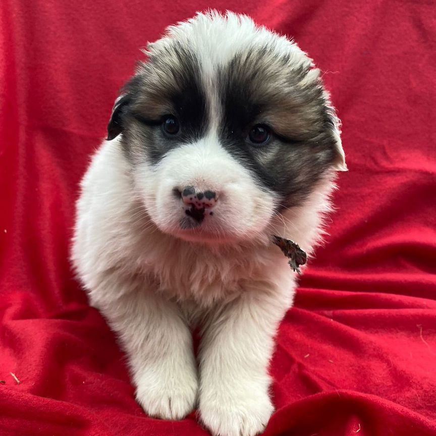 Щеночки "мини кавказцы"