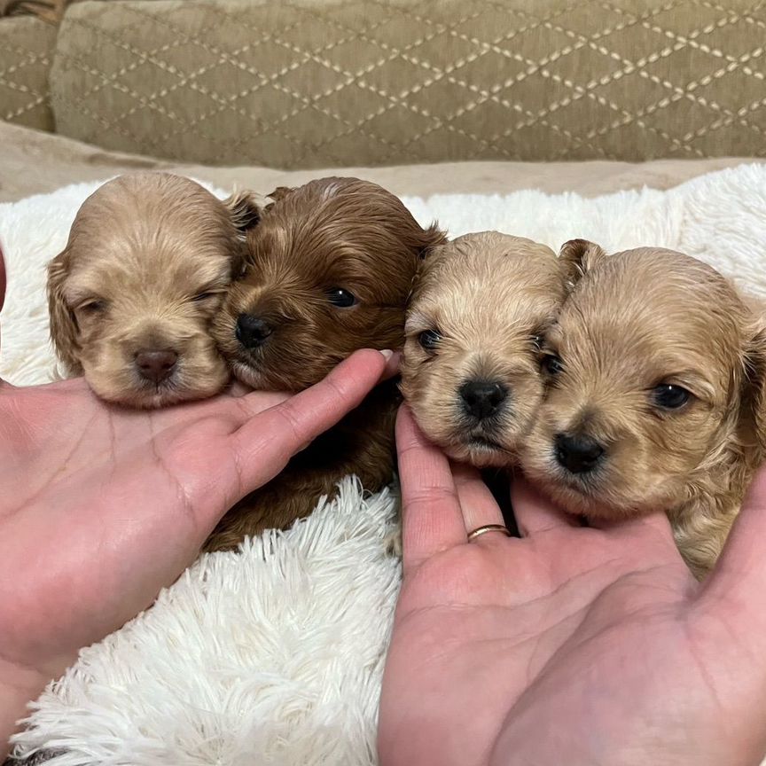 Кокапу, щенок