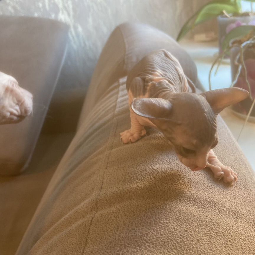 Донской сфинкс котёнок