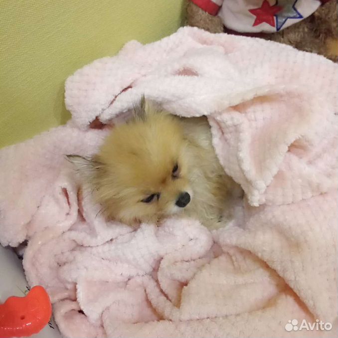 Найдена собака шпиц