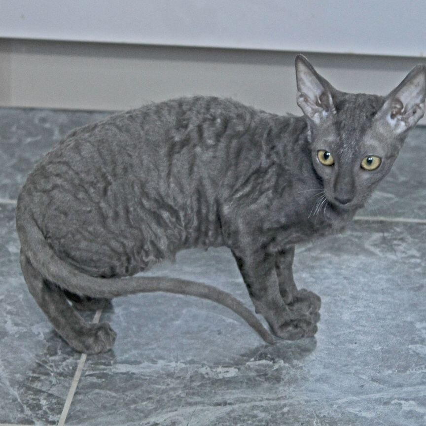 Котик голубой кудрявый