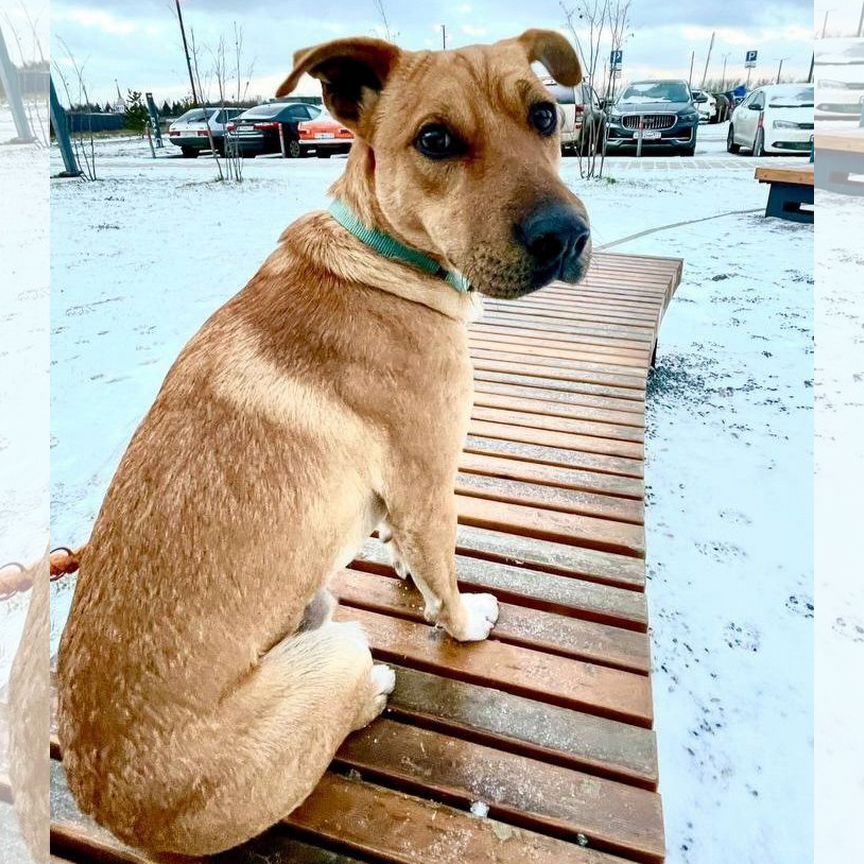 Взрослый пёс в добрые руки