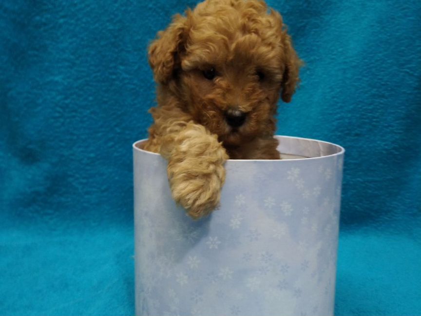 Той-пудель мальчик