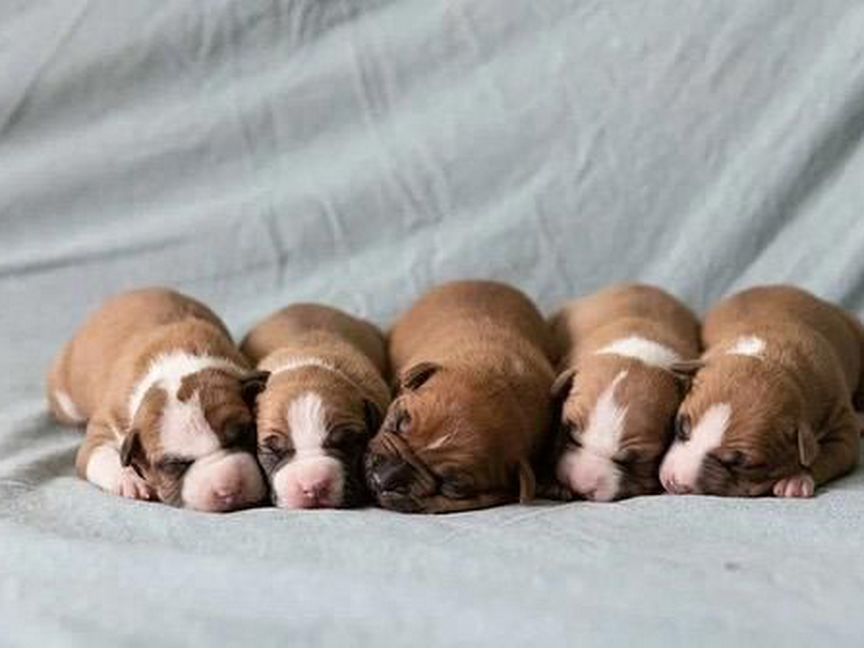 Щенки амстаффа