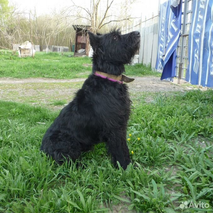 Ризеншнауцер Вязка