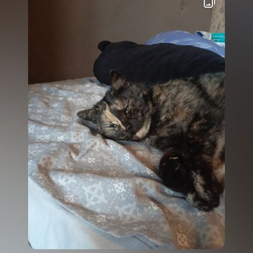 Кошки в добрые руки бесплатно