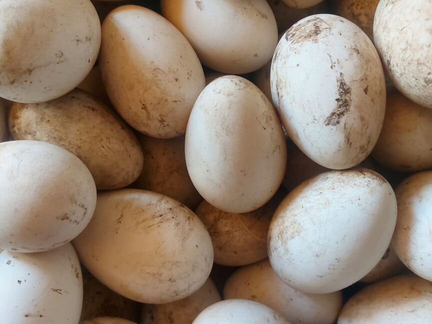 Гусиные инкубаторные яйца породы Линда