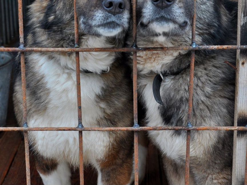 Собака из приюта ждёт Друга