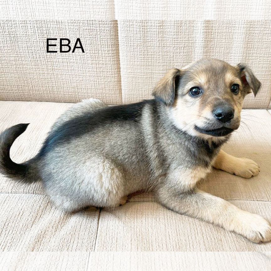 Ева. Комочек счастья в дом