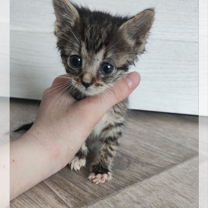 Котёнок в добрые руки