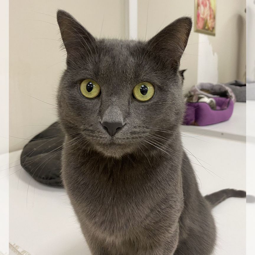 Взрослый кот из приюта