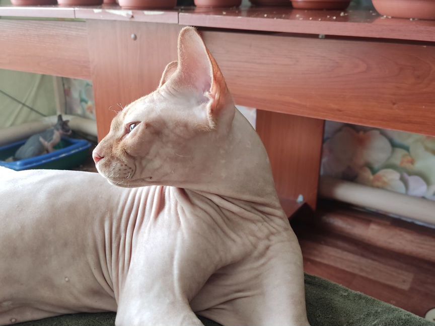 Канадский сфинкс - кот