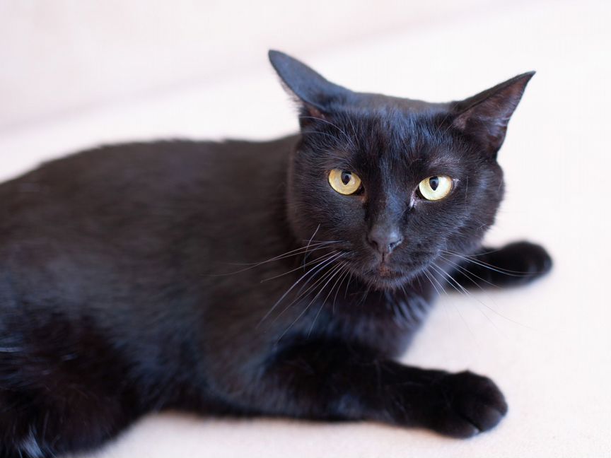 Инопланетянин Стич ищет земную девочку Лило