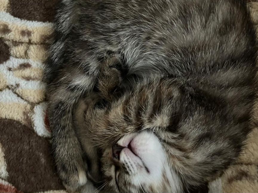 Котёнок в добрые руки