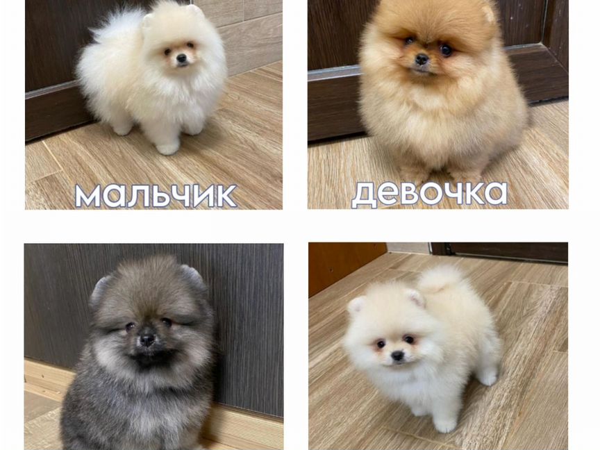 Померанский шпиц